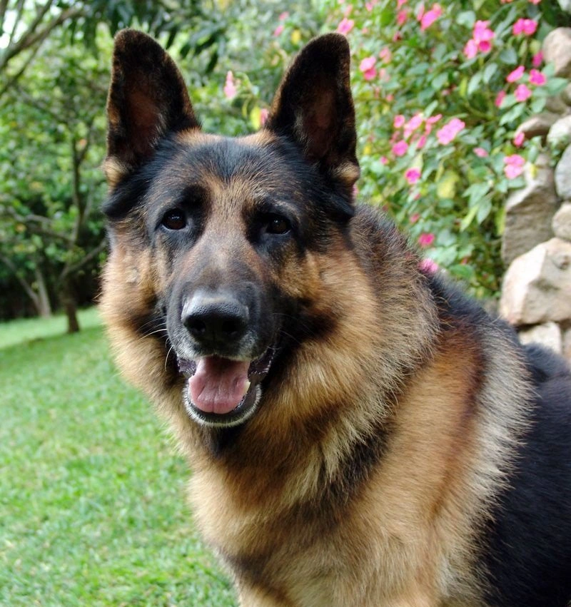 Pastor Alemán | Wiki Reino Animalia | Fandom