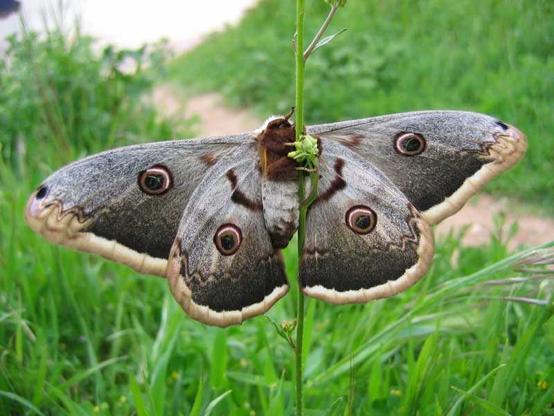 Gran Pavón | Wiki Reino Animalia | FANDOM powered by Wikia