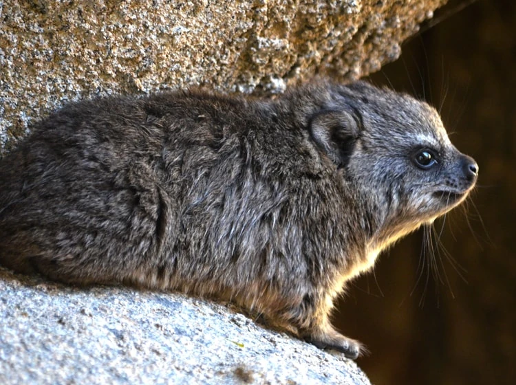 Damán del Cabo | Wiki Reino Animalia | Fandom