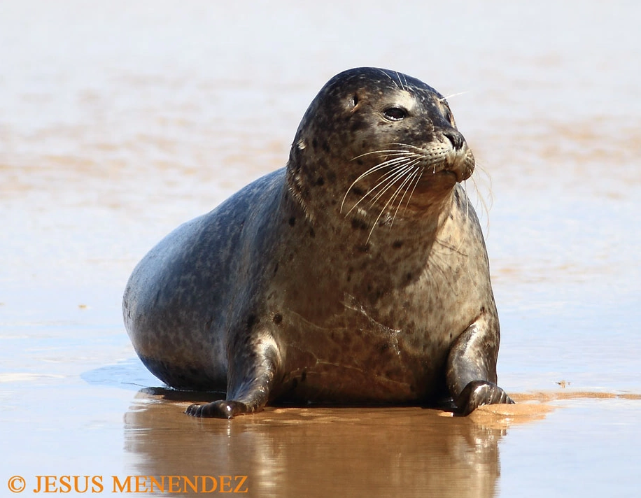 Imagen - Foca comun.png | Wiki Reino Animalia | FANDOM powered by Wikia