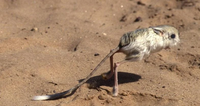 Rata Canguro | Wiki Reino Animalia | Fandom