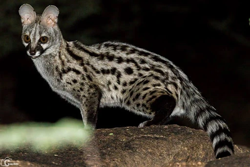 Gineta | Wiki Reino Animalia | Fandom