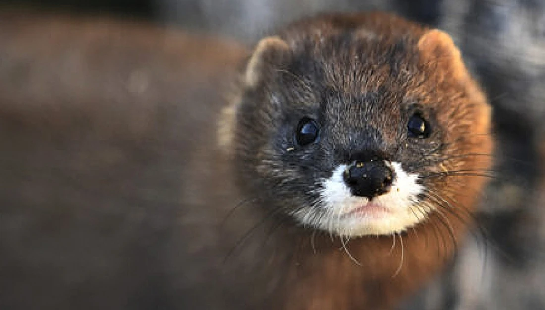 Visón Europeo | Wiki Reino Animalia | Fandom