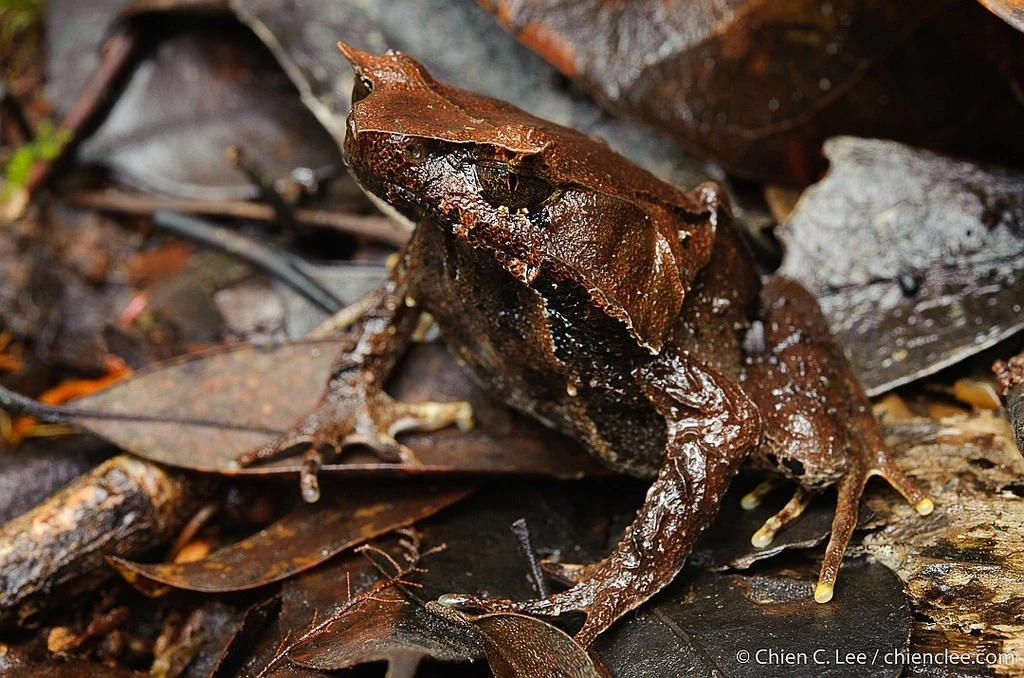 Sapo Hoja Asiático | Wiki Reino Animalia | Fandom