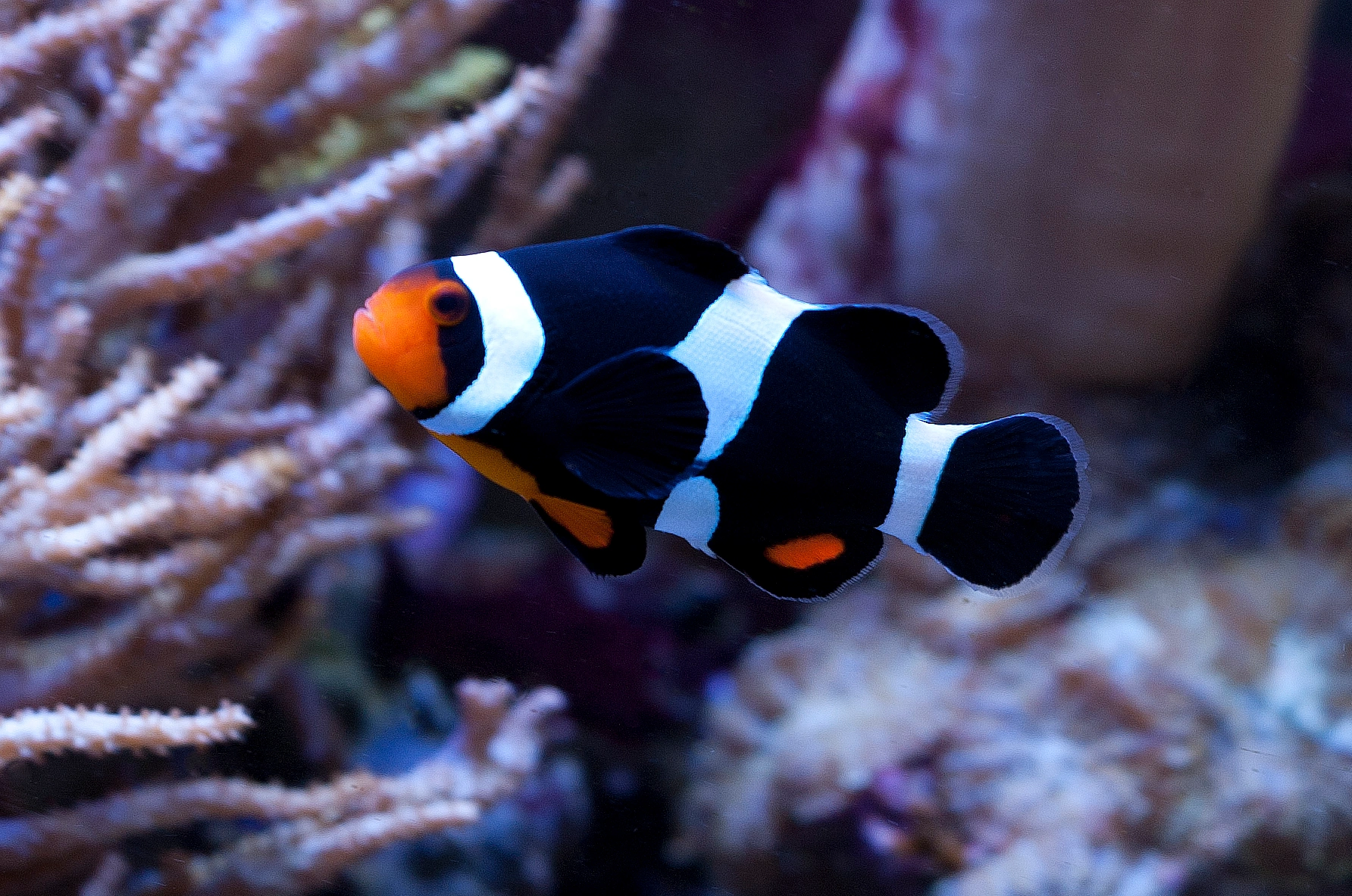 Imagen - Pez payaso negro.png | Wiki Reino Animalia | FANDOM powered by ...