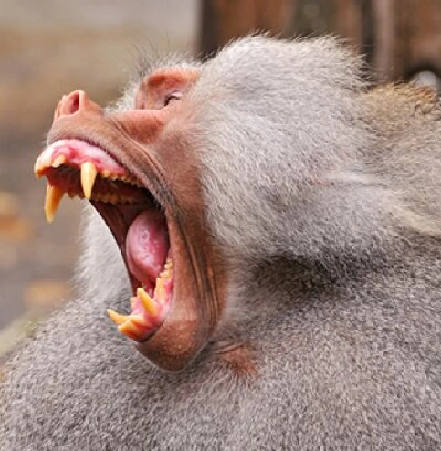 Papion Sagrado | Wiki Reino Animalia | Fandom