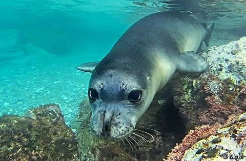 Foca Monje del Mediterráneo | Wiki Reino Animalia | Fandom