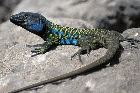 Lagarto Tizón | Wiki Reino Animalia | Fandom