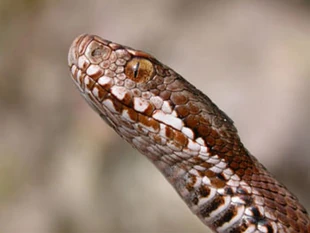 Víbora Seoane | Wiki Reino Animalia | FANDOM powered by Wikia