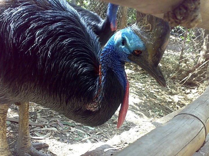 Casuario Común | Wiki Reino Animalia | Fandom