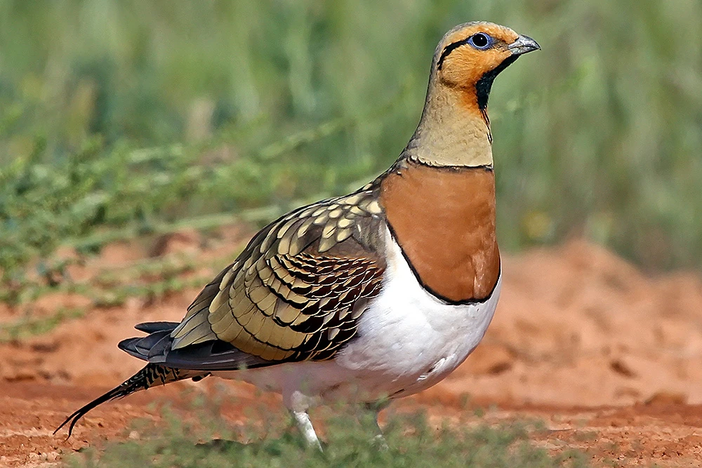 Ganga Ibérica | Wiki Reino Animalia | Fandom