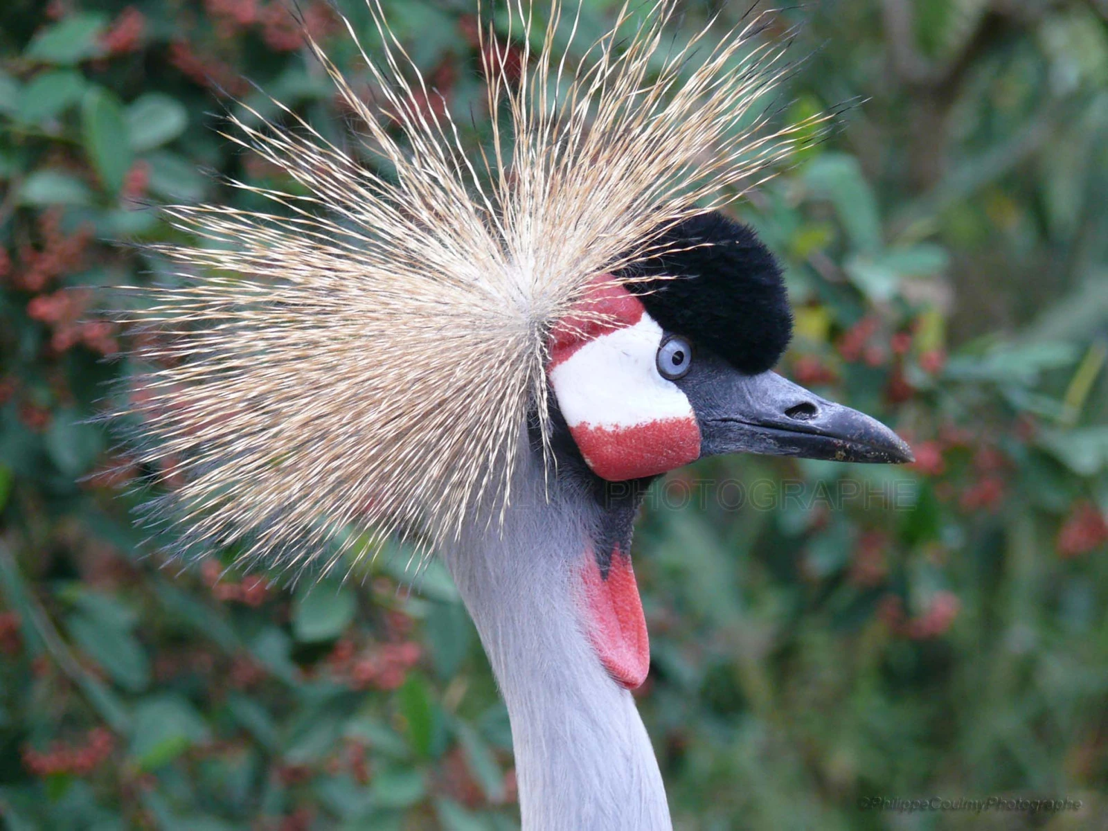 Grulla Coronada Cuelligrís | Wiki Reino Animalia | Fandom