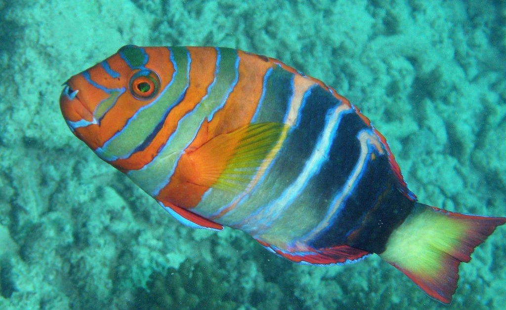 Labrido Payaso | Wiki Reino Animalia | Fandom