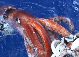 Calamar Colosal | Wiki Reino Animalia | FANDOM powered by Wikia