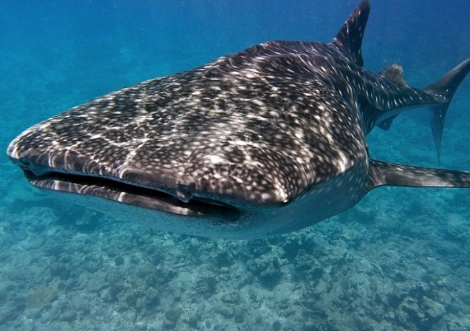 Tiburón Ballena | Wiki Reino Animalia | Fandom