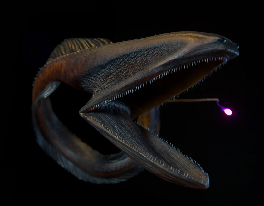 Pez Pelícano | Wiki Reino Animalia | Fandom