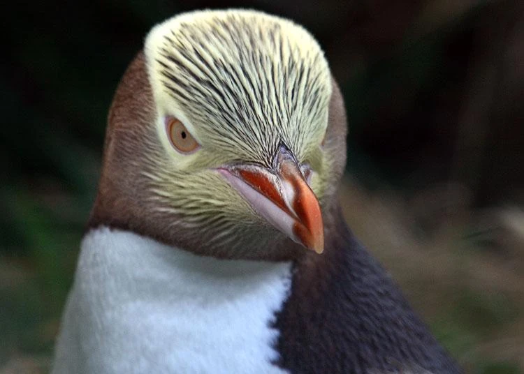Pingüino de Ojo Amarillo | Wiki Reino Animalia | Fandom