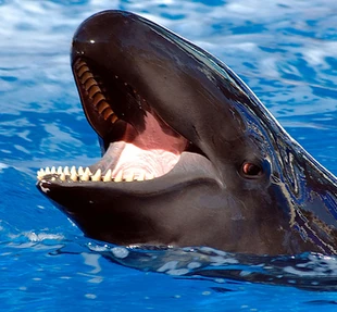 Orca Falsa | Wiki Reino Animalia | Fandom