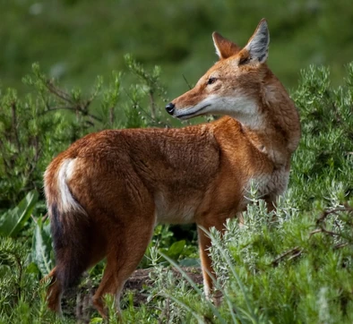 Lobo Etíope | Wiki Reino Animalia | Fandom
