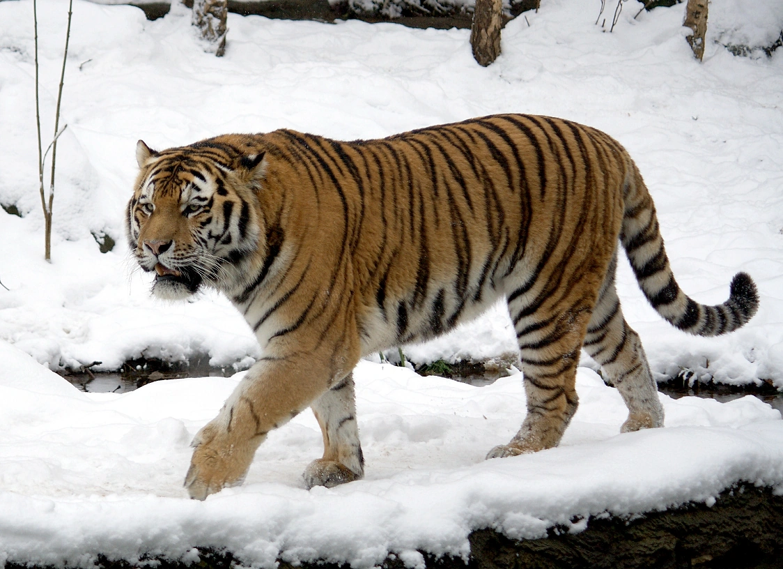 Tigre Siberiano | Wiki Reino Animalia | FANDOM powered by Wikia