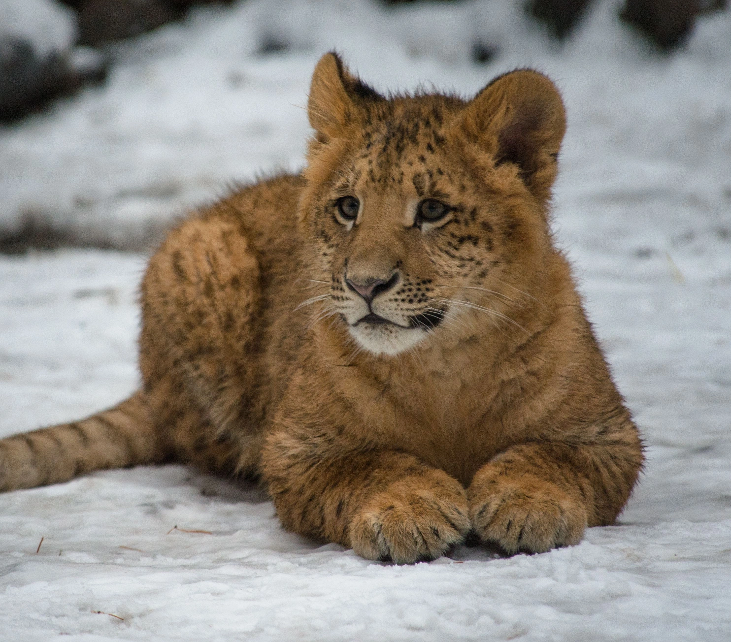 Liligre | Wiki Reino Animalia | Fandom