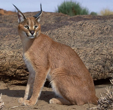 Caracal | Wiki Reino Animalia | Fandom