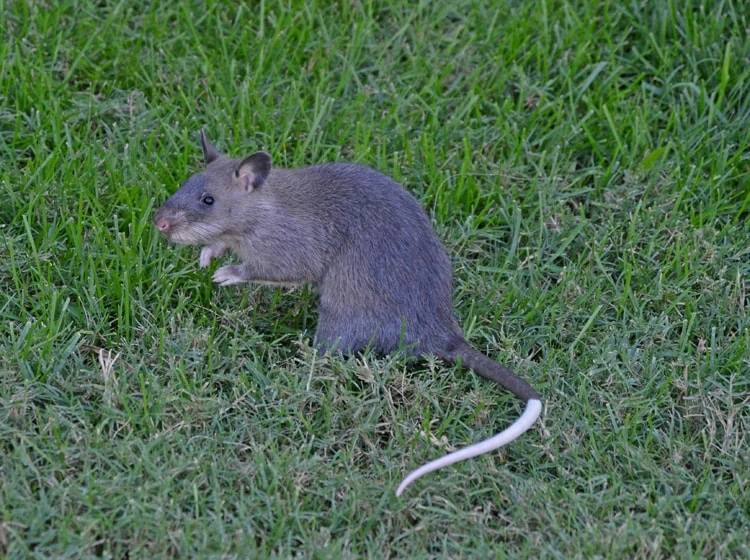 Rata de Gambia | Wiki Reino Animalia | Fandom