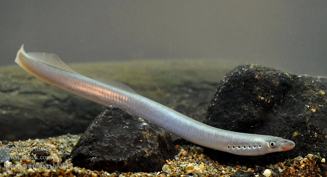 Lamprea de Arroyo | Wiki Reino Animalia | Fandom