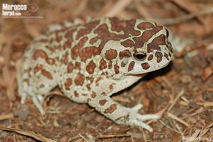 Sapo Moruno | Wiki Reino Animalia | Fandom