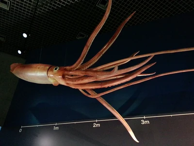 Calamar Gigante del Atlántico | Wiki Reino Animalia | Fandom