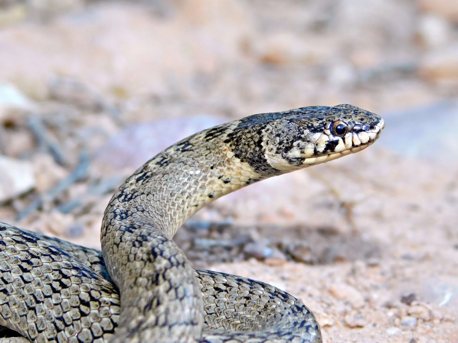 Culebra de Cogulla Occidental | Wiki Reino Animalia | Fandom