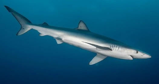 Tintorera | Wiki Reino Animalia | FANDOM powered by Wikia