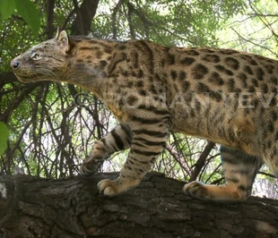 Proailurus lemanensis | Wiki Reino Animalia | FANDOM powered by Wikia