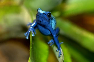 Rana Flecha Azul | Wiki Reino Animalia | Fandom