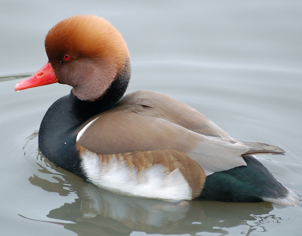 Pato Colorado | Wiki Reino Animalia | FANDOM powered by Wikia