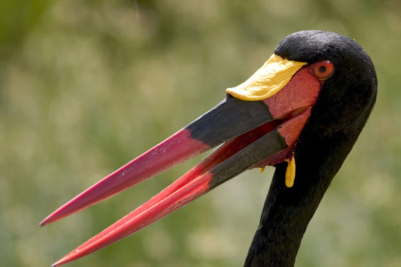 Jabirú africano | Wiki Reino Animalia | Fandom