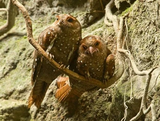 Guácharo | Wiki Reino Animalia | Fandom