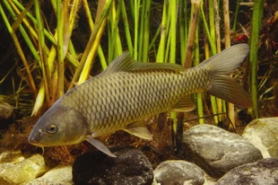 Carpa Común | Wiki Reino Animalia | Fandom