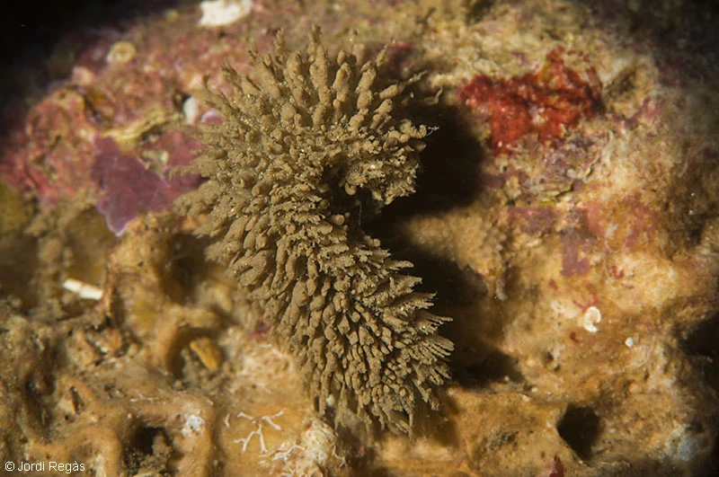 Ratón de Mar | Wiki Reino Animalia | Fandom