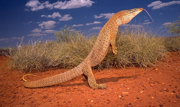 Varano de Argus | Wiki Reino Animalia | Fandom