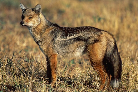 Chacal Rayado | Wiki Reino Animalia | Fandom