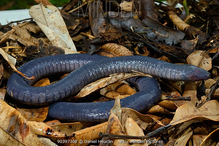 Cecilia de Tentáculos | Wiki Reino Animalia | Fandom