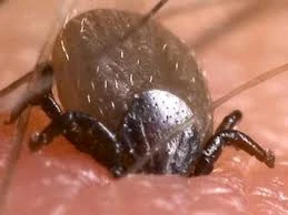 Ixodoideos | Wiki Reino Animalia | Fandom