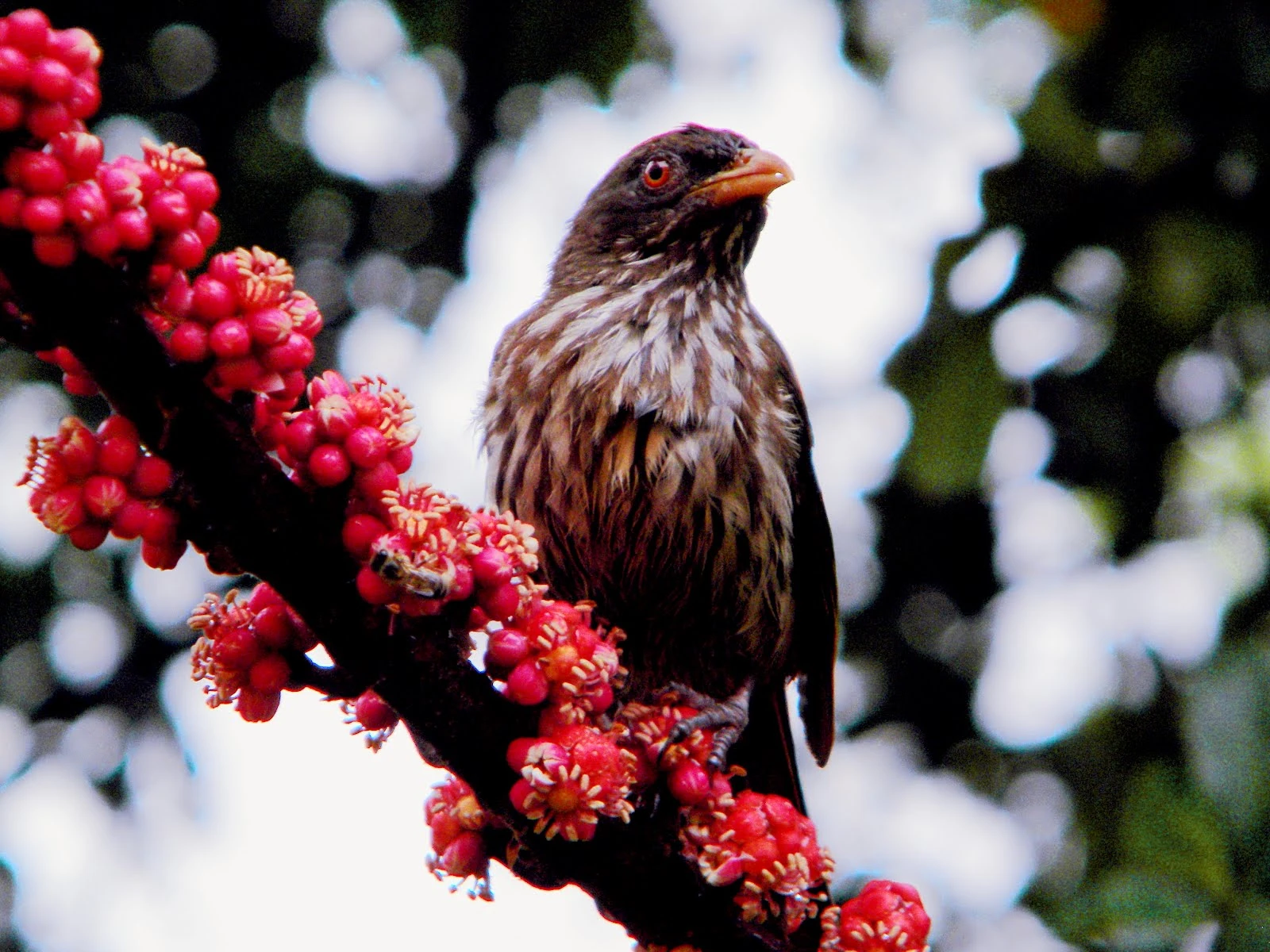 Cigua Palmera | Wiki Reino Animalia | FANDOM powered by Wikia