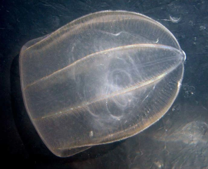 Beroe ovata | Wiki Reino Animalia | Fandom