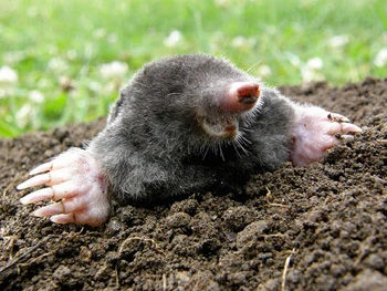 Topo Común | Wiki Reino Animalia | Fandom