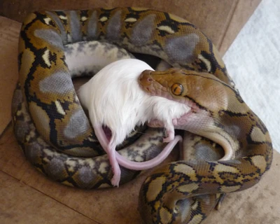 Pitón Reticulada | Wiki Reino Animalia | Fandom