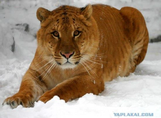 Tiguar | Wiki Reino Animalia | Fandom