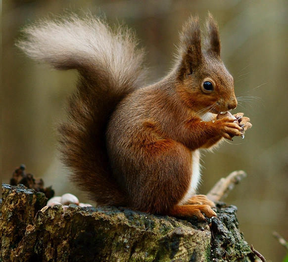 Ardilla Común | Wiki Reino Animalia | Fandom