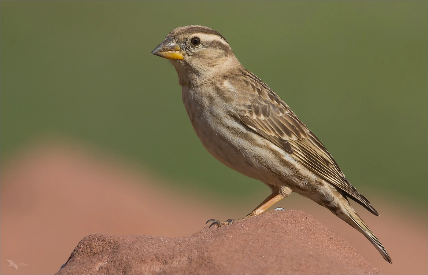 Gorrión Chillón | Wiki Reino Animalia | Fandom